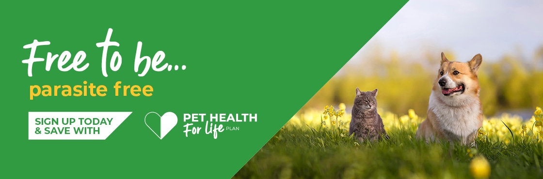 Tick, Flea, and Worm Prevention for Dogs